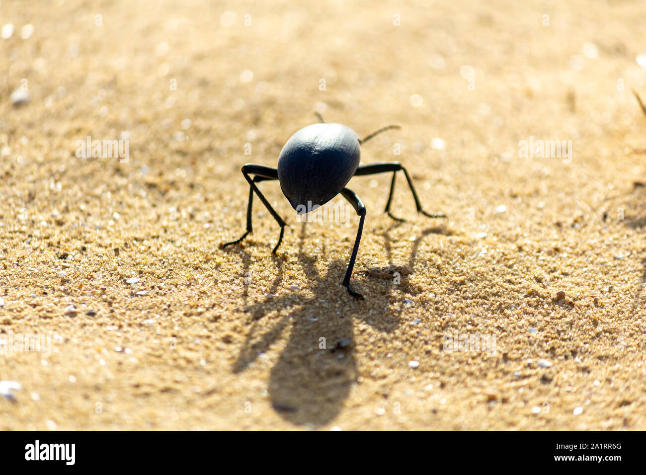 insect in desert Stock Photo - Alamy