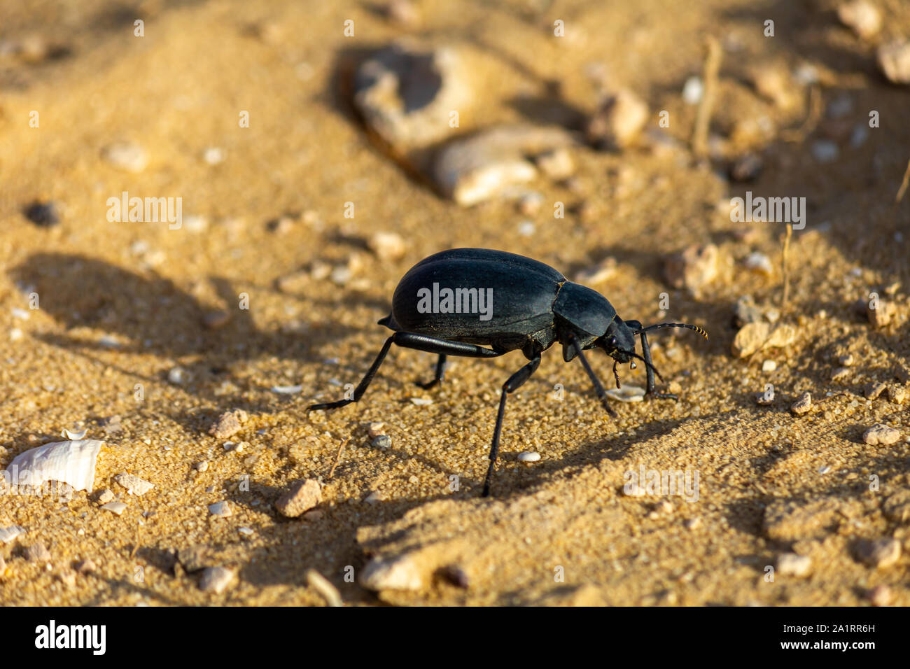 insect in desert Stock Photo - Alamy
