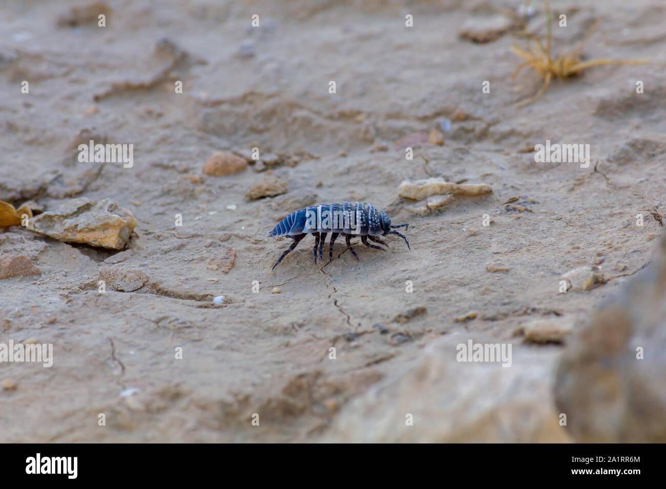 insect in desert Stock Photo - Alamy