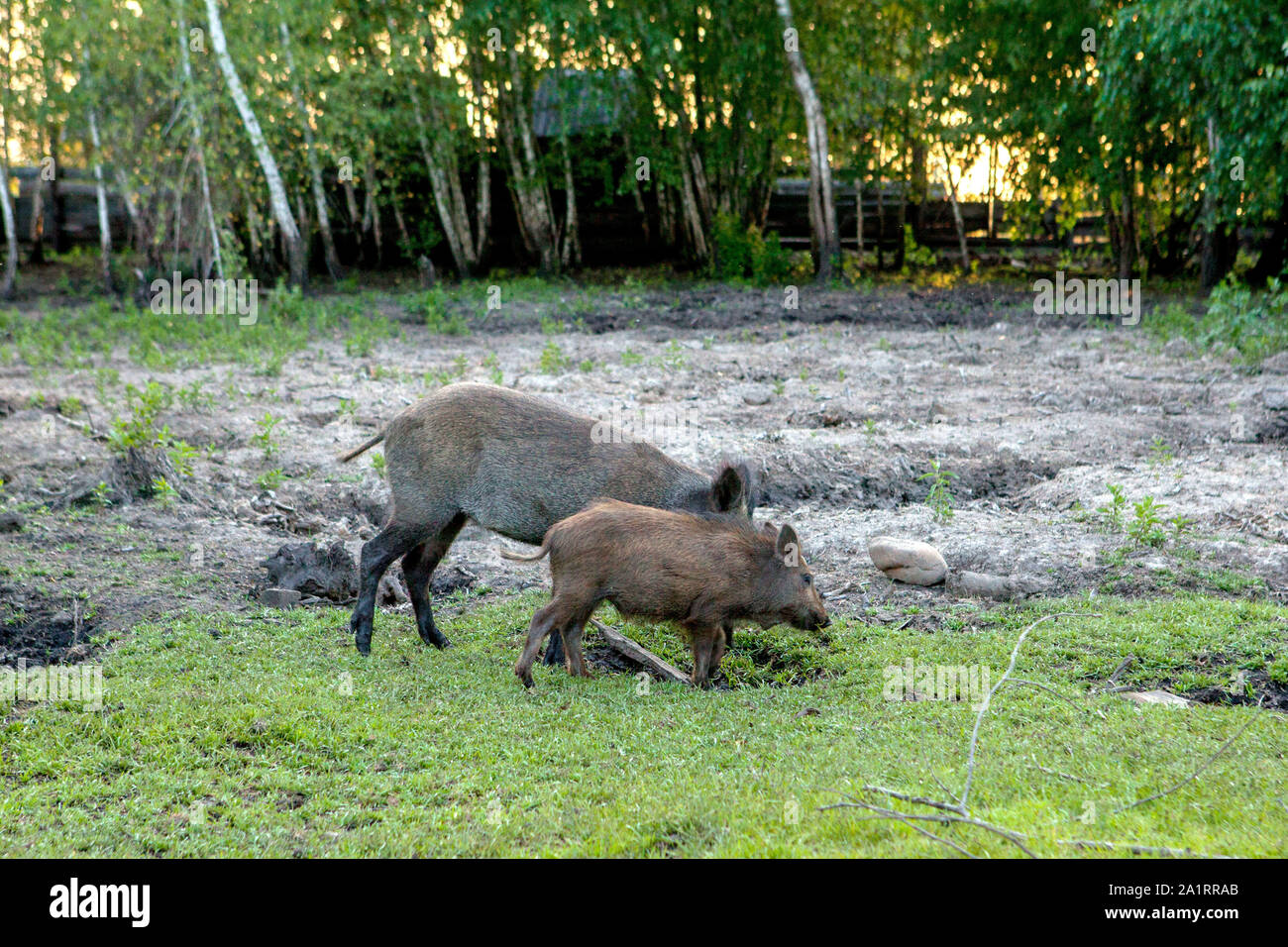 Family Group of Wart Hogs Grazing Eating Grass Food Together Stock ...
