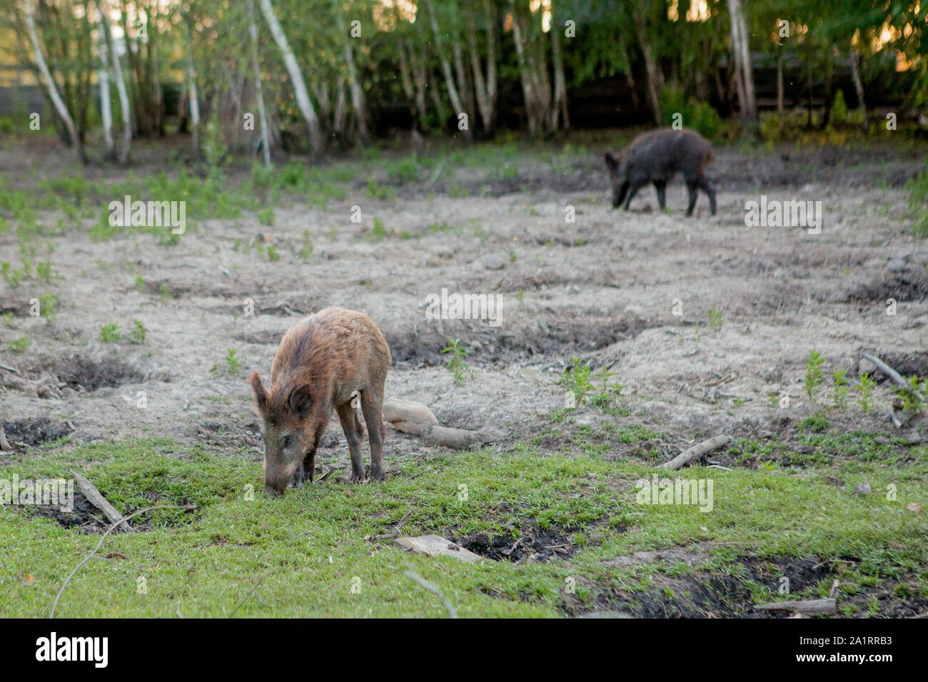 Family Group of Wart Hogs Grazing Eating Grass Food Together Stock ...