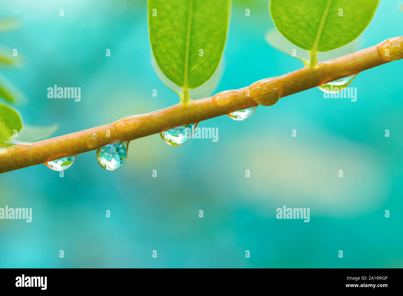 Water drop of tree branch. Drop of dew after the rain Stock Photo - Alamy