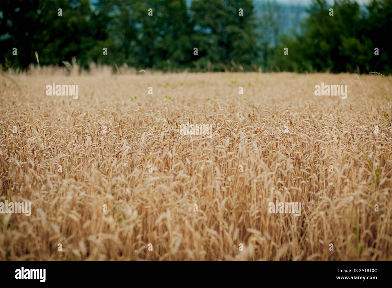 Yellow grain ready for harvest growing in a farm field Stock Photo - Alamy