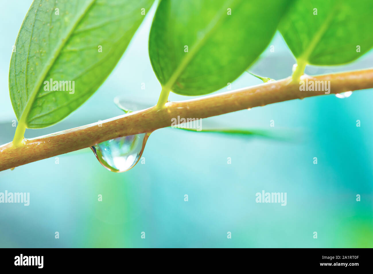 Water drop of tree branch. Drop of dew after the rain Stock Photo - Alamy