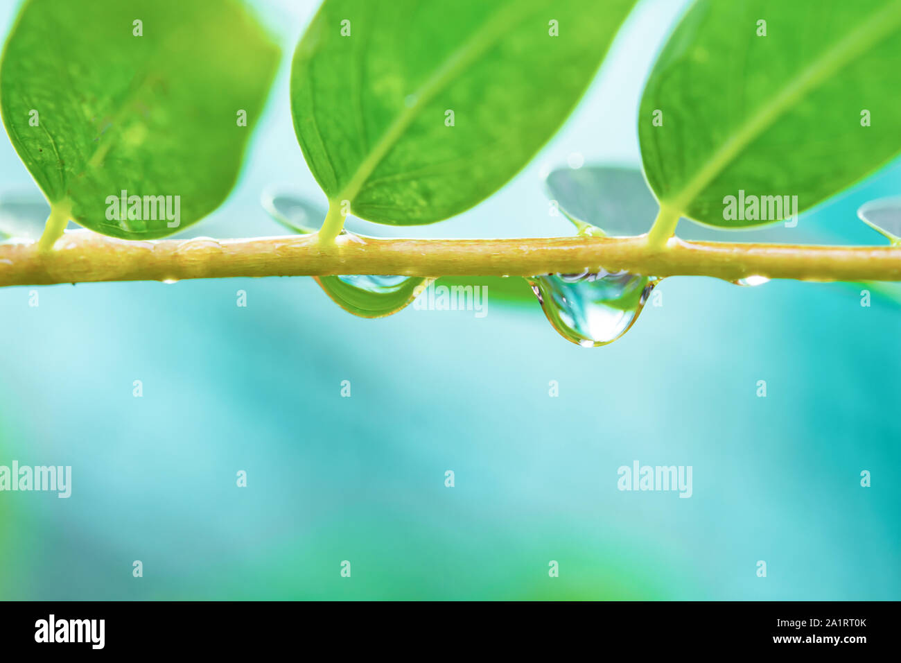 Water drop of tree branch. Drop of dew after the rain Stock Photo - Alamy