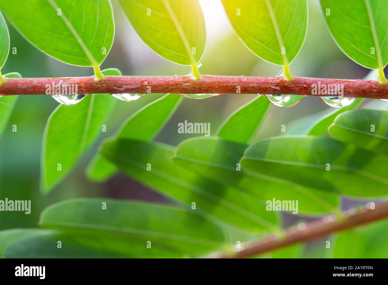 Water drop of tree branch. Drop of dew after the rain with sun light ...