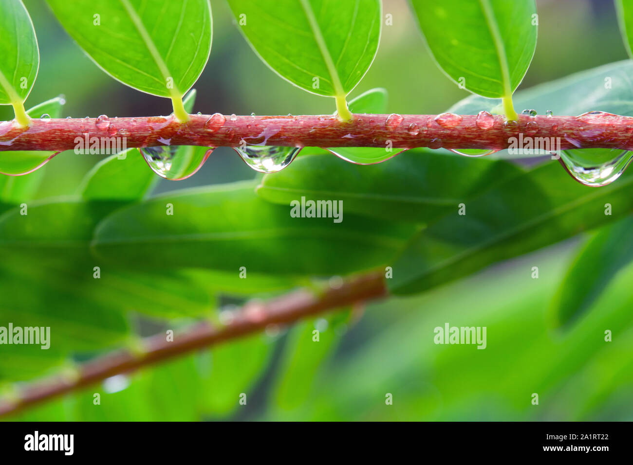 Water drop of tree branch. Drop of dew after the rain Stock Photo - Alamy