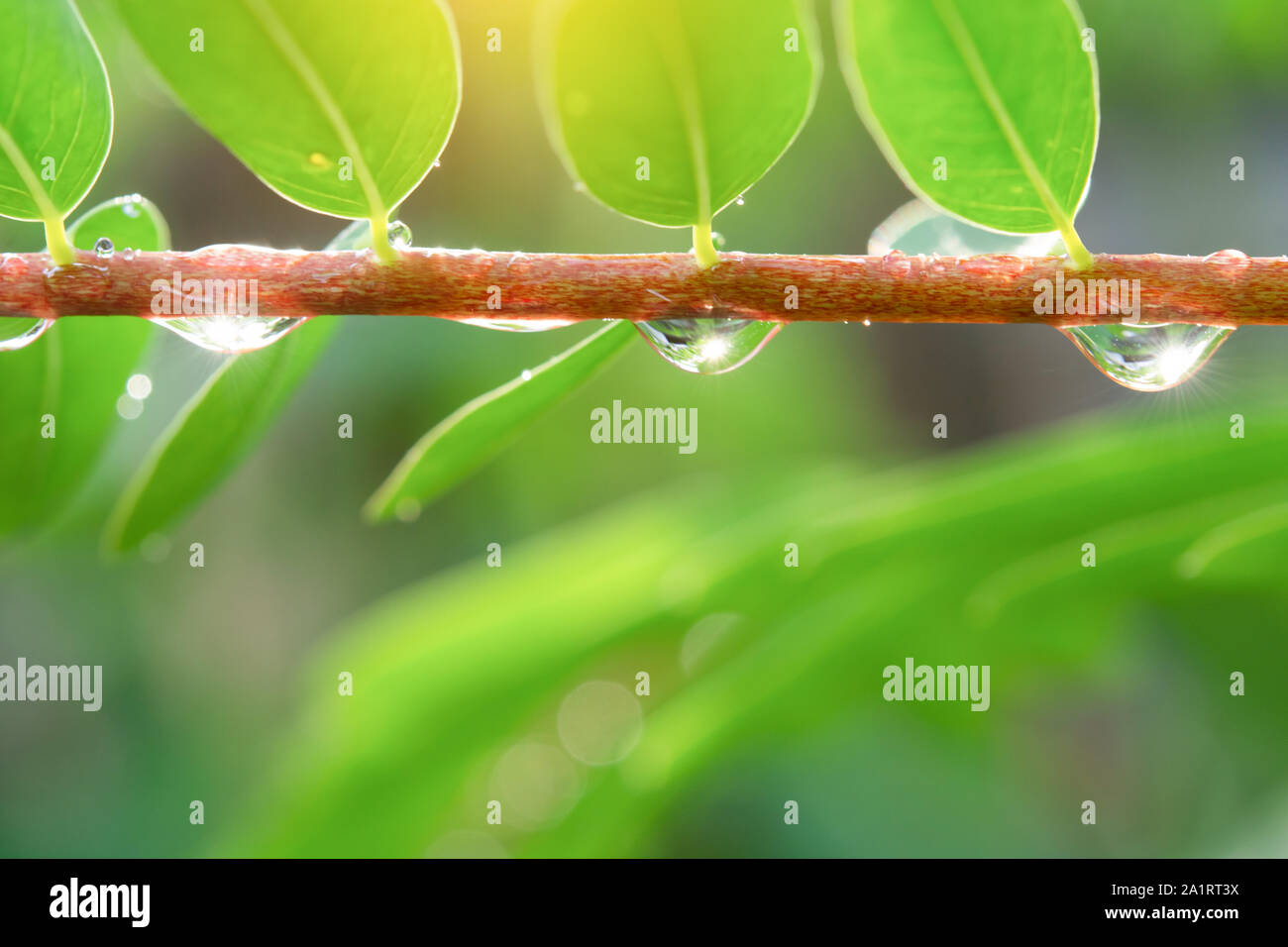 Water drop of tree branch. Drop of dew after the rain with sun light ...