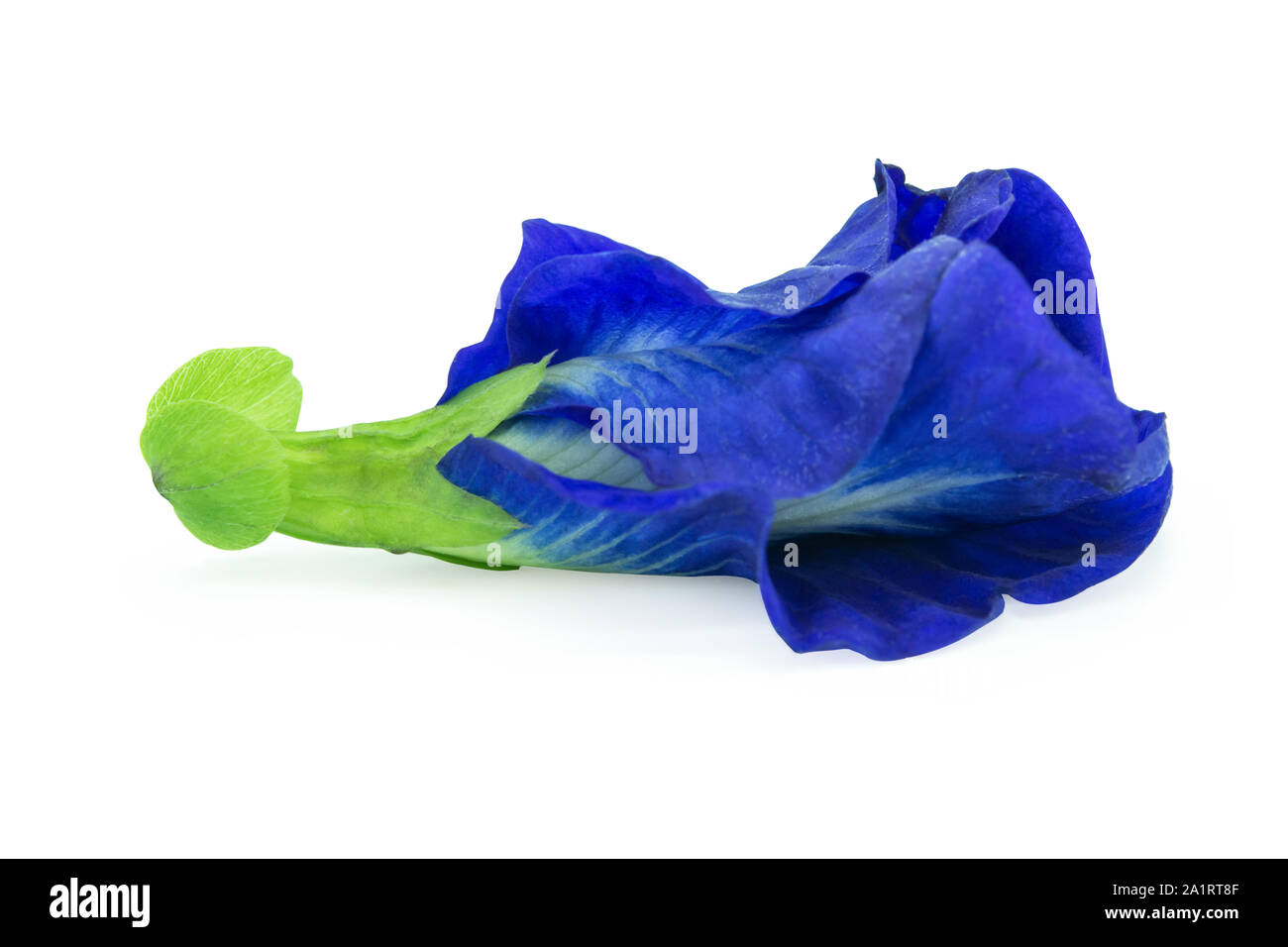 Butterfly pea, Blue pea isolated on white background with clipping path ...