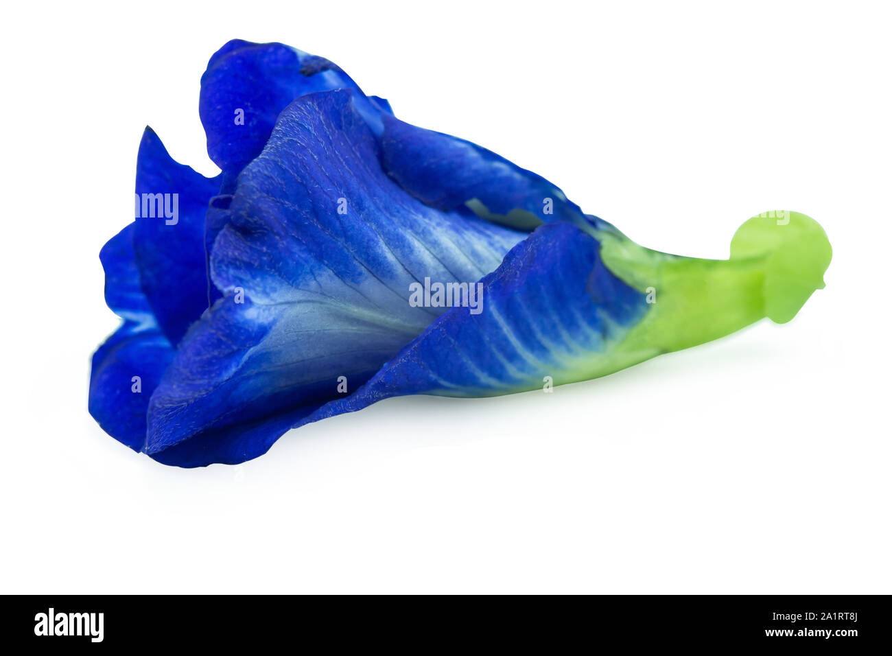 Butterfly pea, Blue pea isolated on white background with clipping path ...
