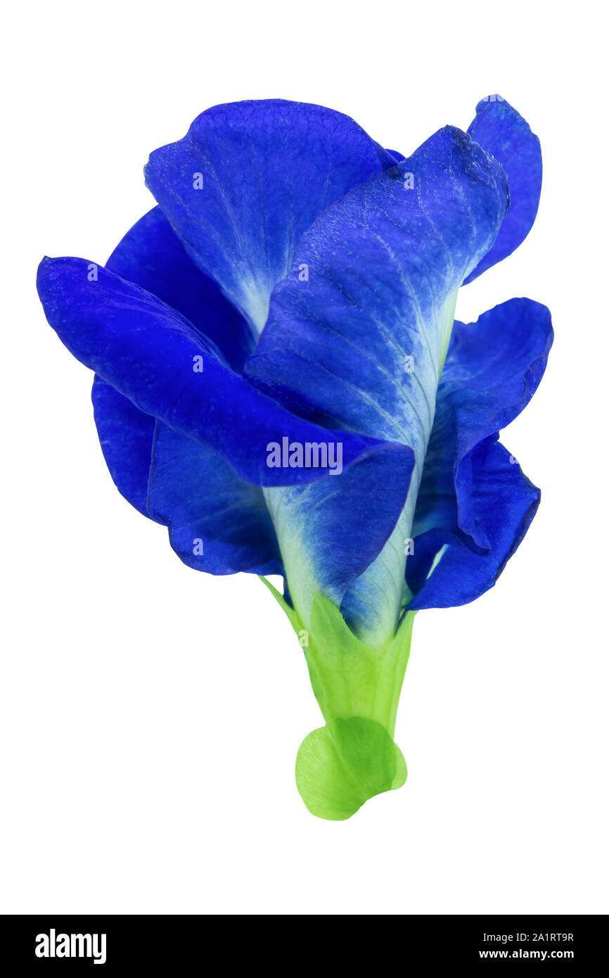 Butterfly pea, Blue pea isolated on white background with clipping path ...