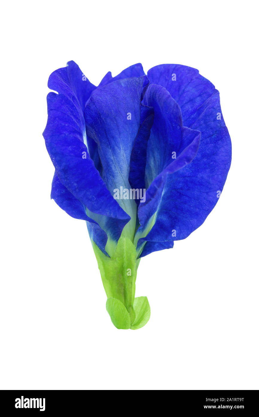 Butterfly pea, Blue pea isolated on white background with clipping path ...