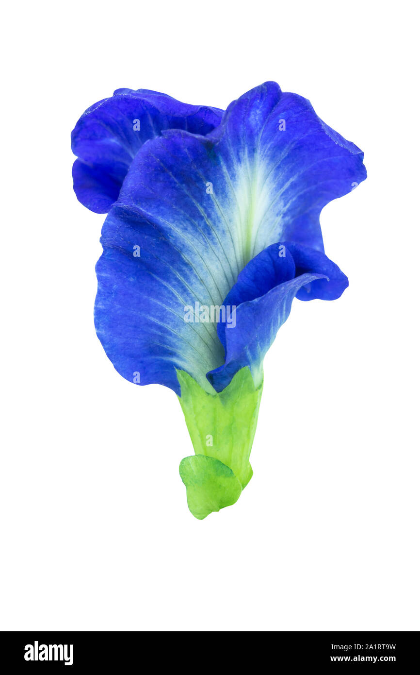 Butterfly pea, Blue pea isolated on white background with clipping path ...