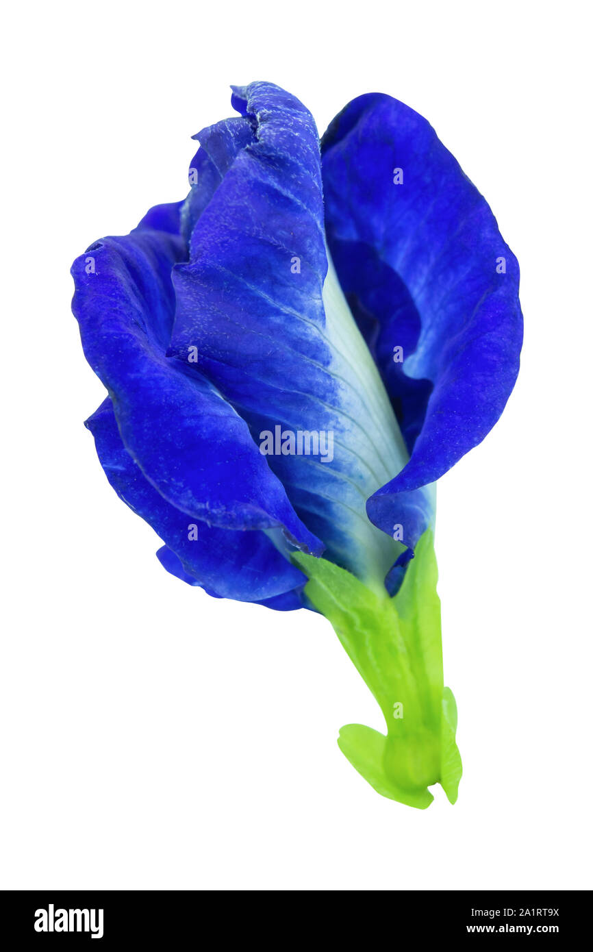 Butterfly pea, Blue pea isolated on white background with clipping path ...