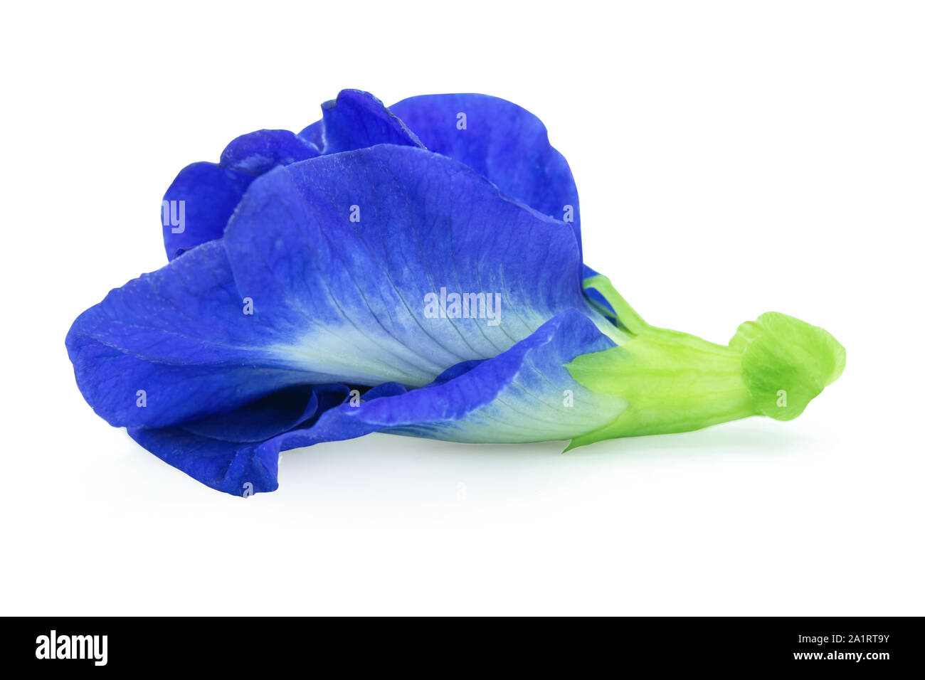 Butterfly pea, Blue pea isolated on white background with clipping path ...