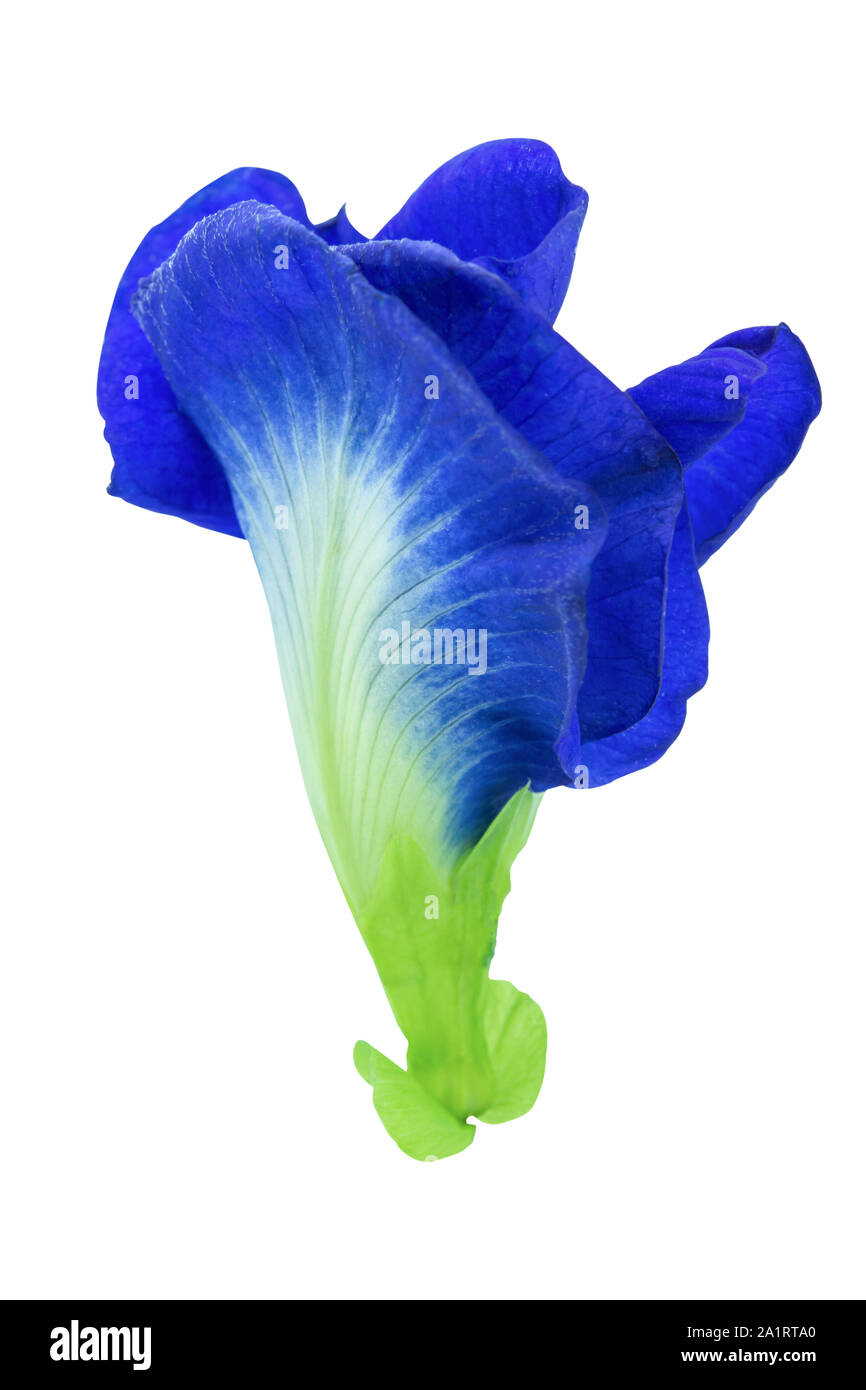 Butterfly pea, Blue pea isolated on white background with clipping path ...