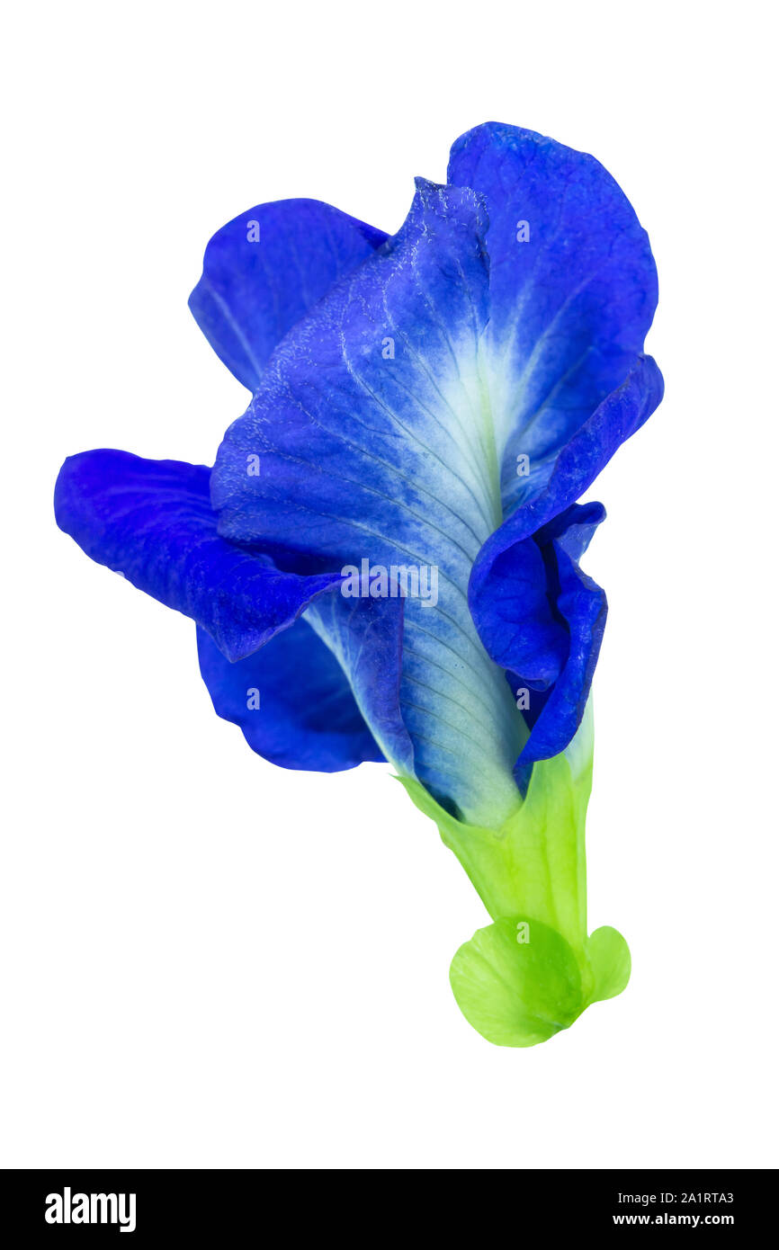 Butterfly pea, Blue pea isolated on white background with clipping path ...