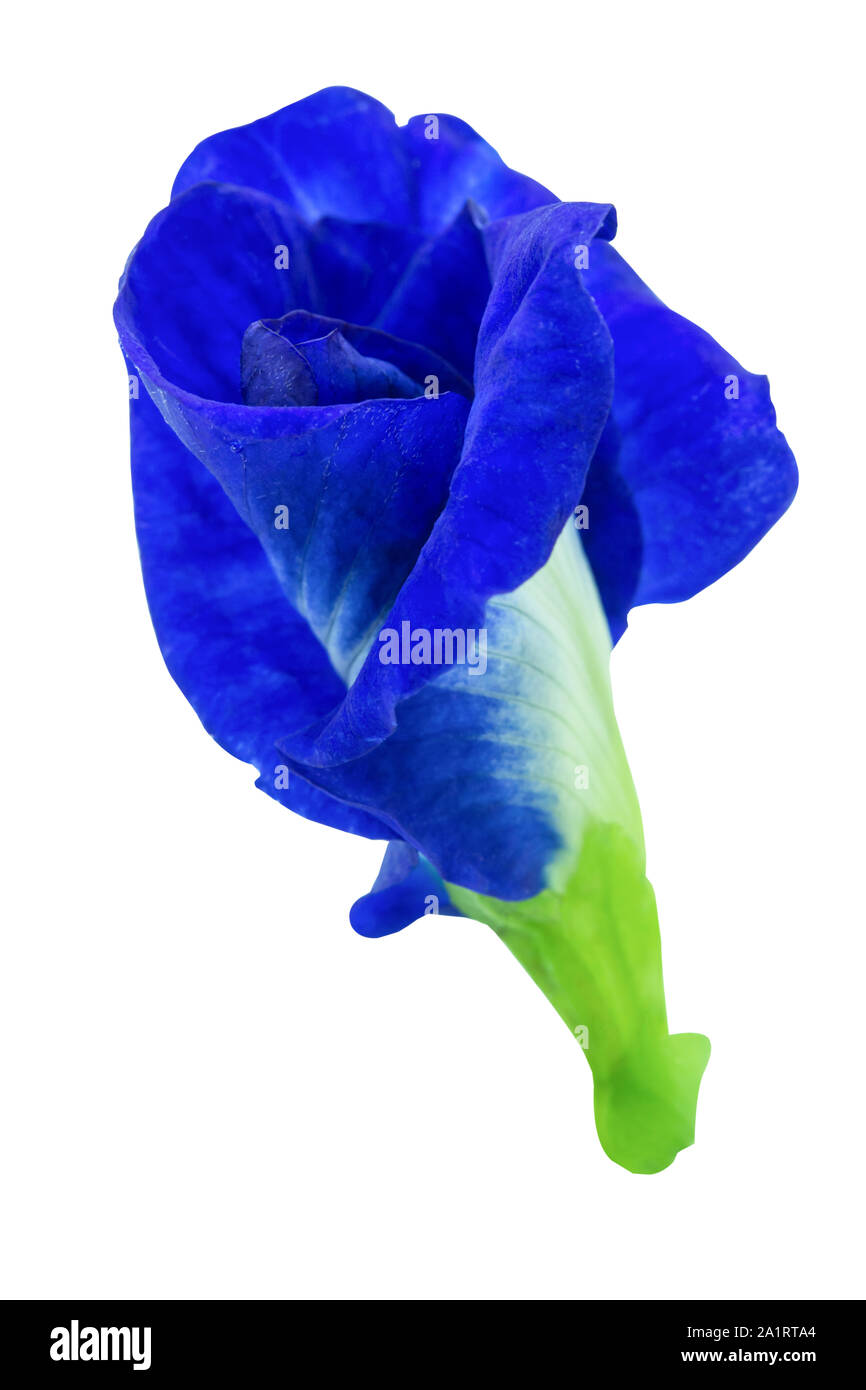 Butterfly pea, Blue pea isolated on white background with clipping path ...
