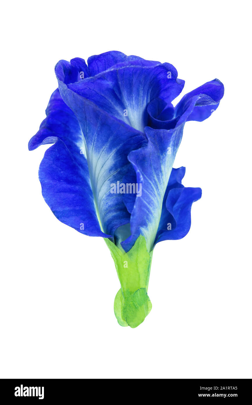 Butterfly pea, Blue pea isolated on white background with clipping path ...