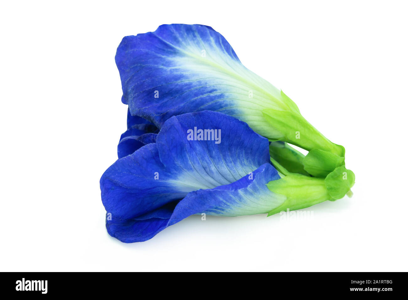 Butterfly pea, Blue pea isolated on white background with clipping path ...