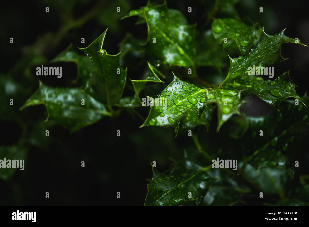 Boughs of holly hi-res stock photography and images - Alamy