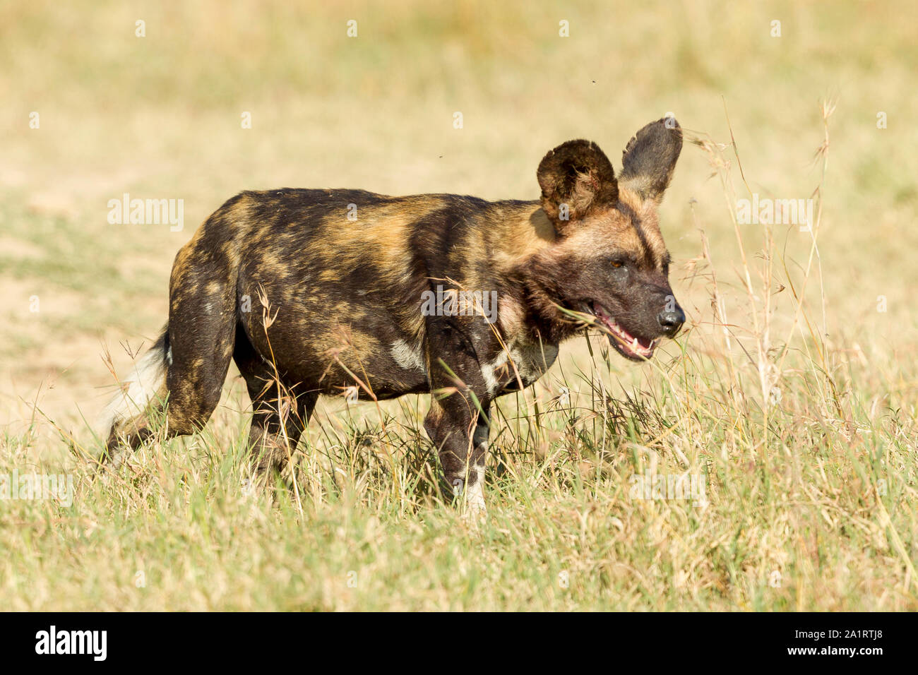 Are There Wild Dogs In Kenya