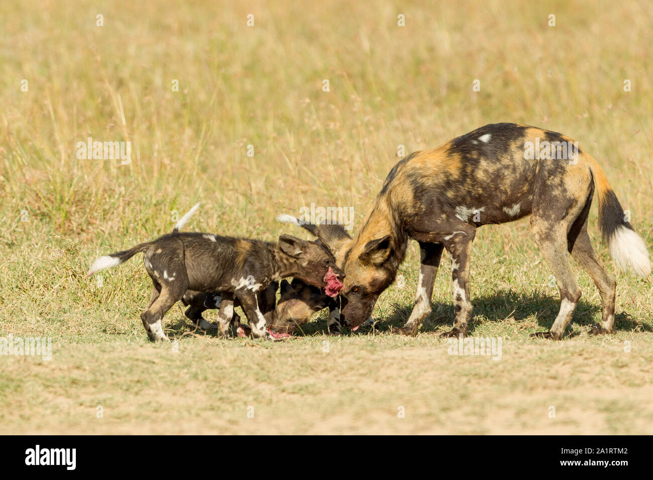 African wild dog eating hi-res stock photography and images - Alamy