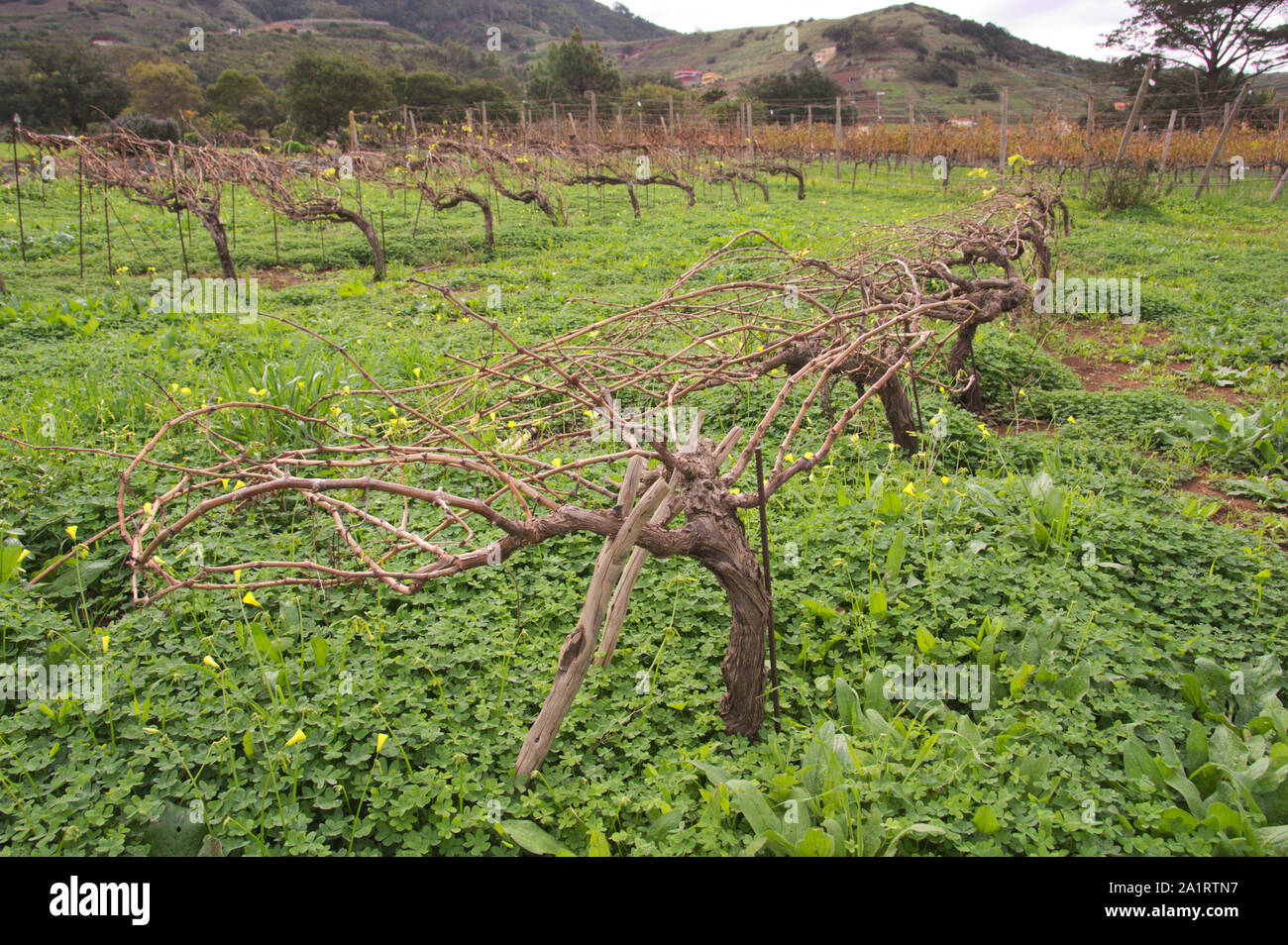 Some rows of a small vineyard during the winter season when the vines ...