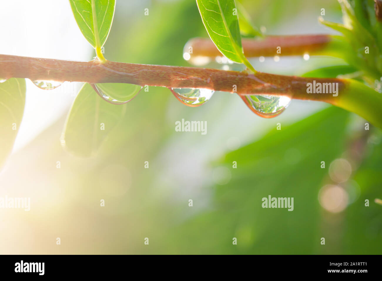 Water drop of tree branch. Drop of dew after the rain with sun light ...