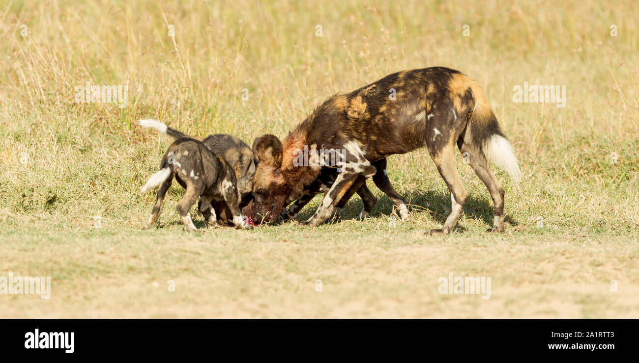African painted hunting dogs eating hi-res stock photography and images ...