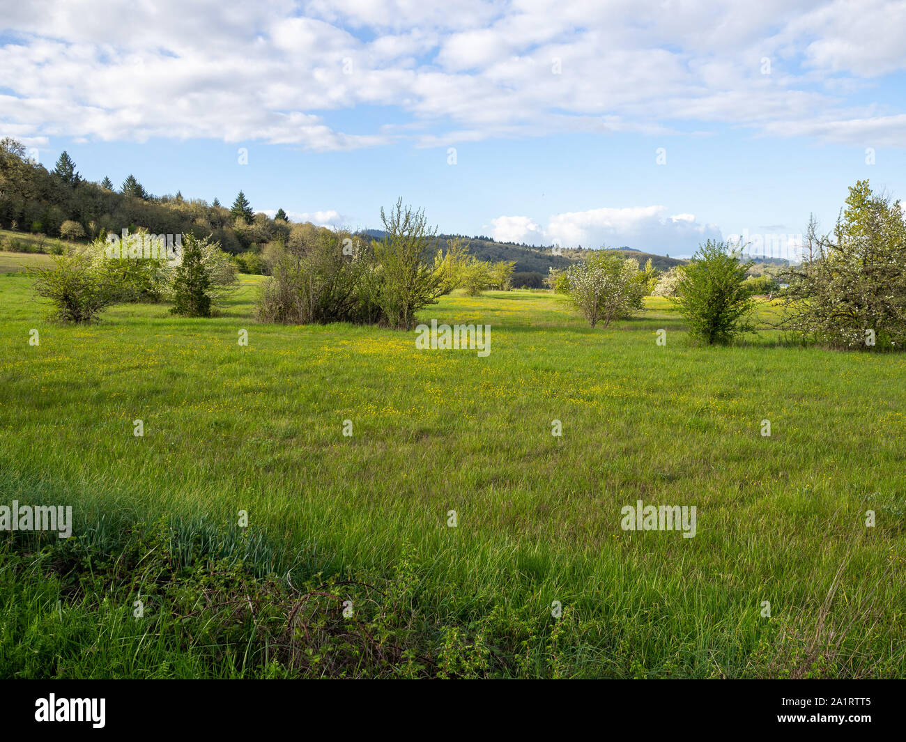 Trees in a grassy field hi-res stock photography and images - Alamy