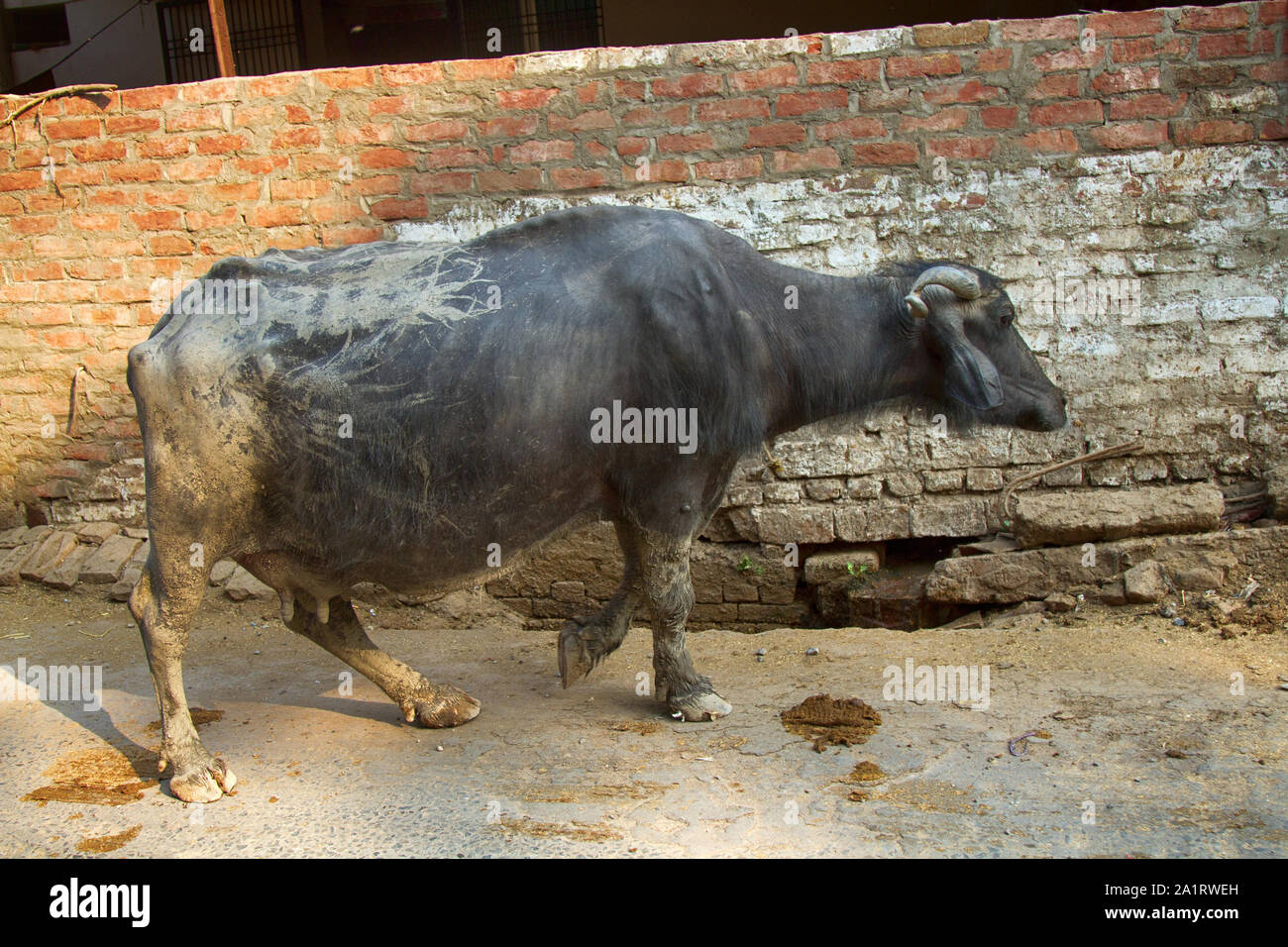 Water Buffalo, a female in the city. Buffalo in the mud after lying in ...