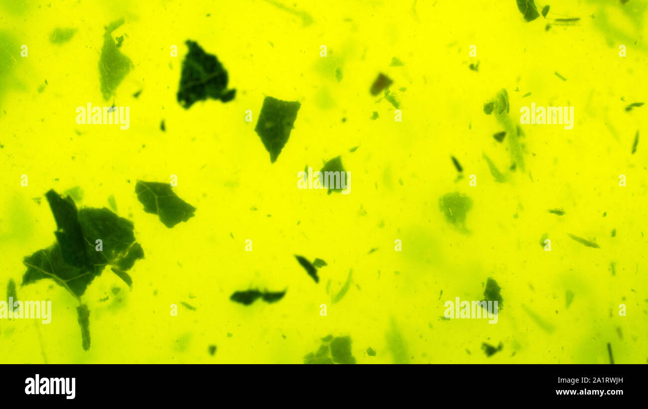 Color of life green background. Fragments of vegetation, Fermentation ...