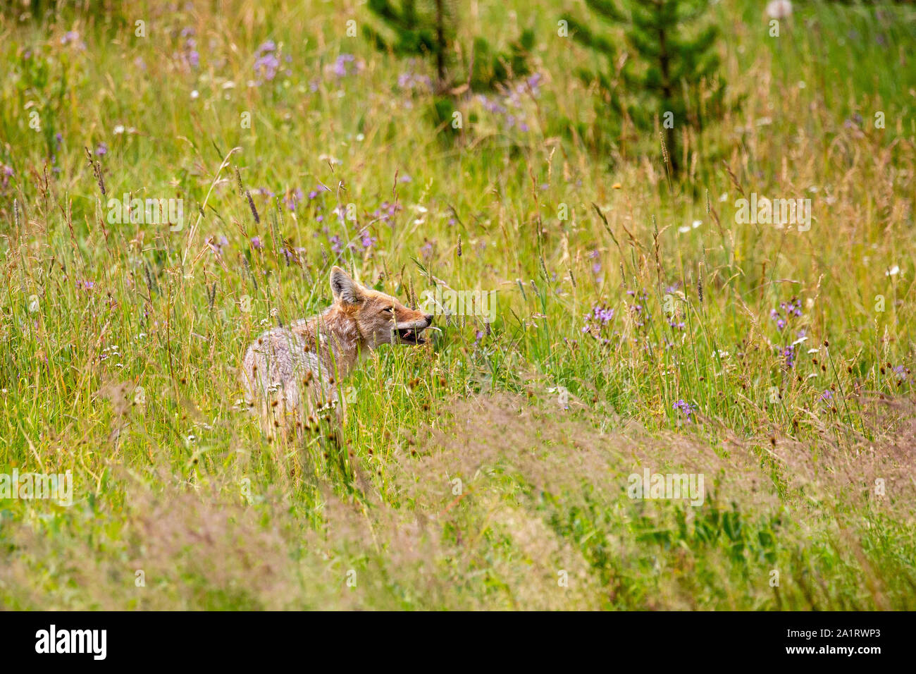 Coyote eating hi-res stock photography and images - Alamy