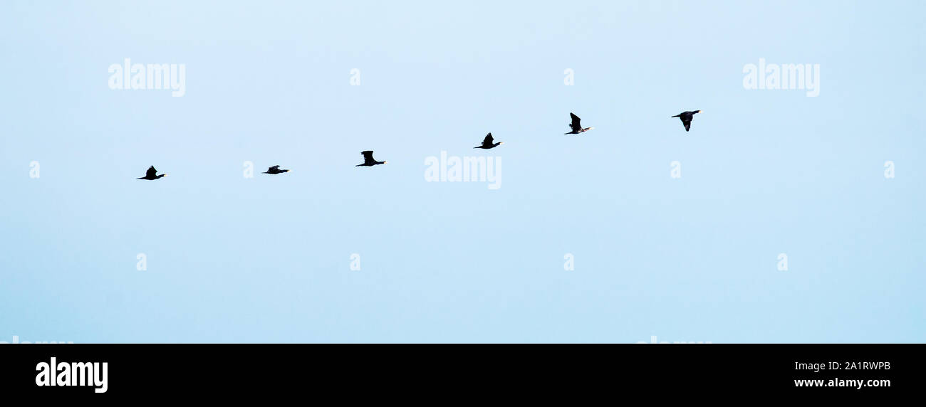 Corvus marinus hi-res stock photography and images - Alamy