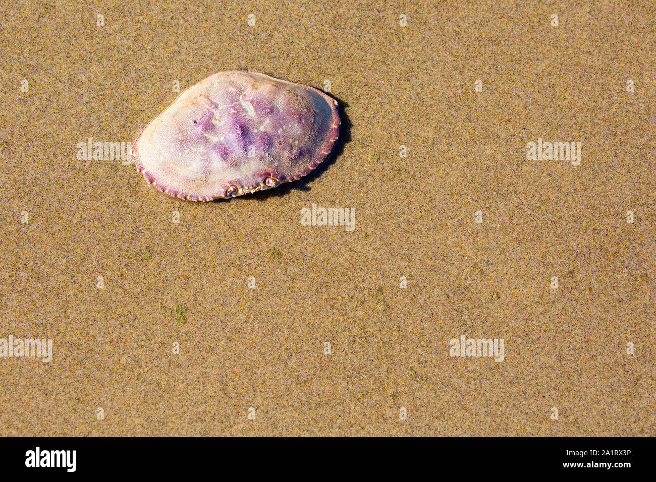 Empty crab shell hi-res stock photography and images - Alamy