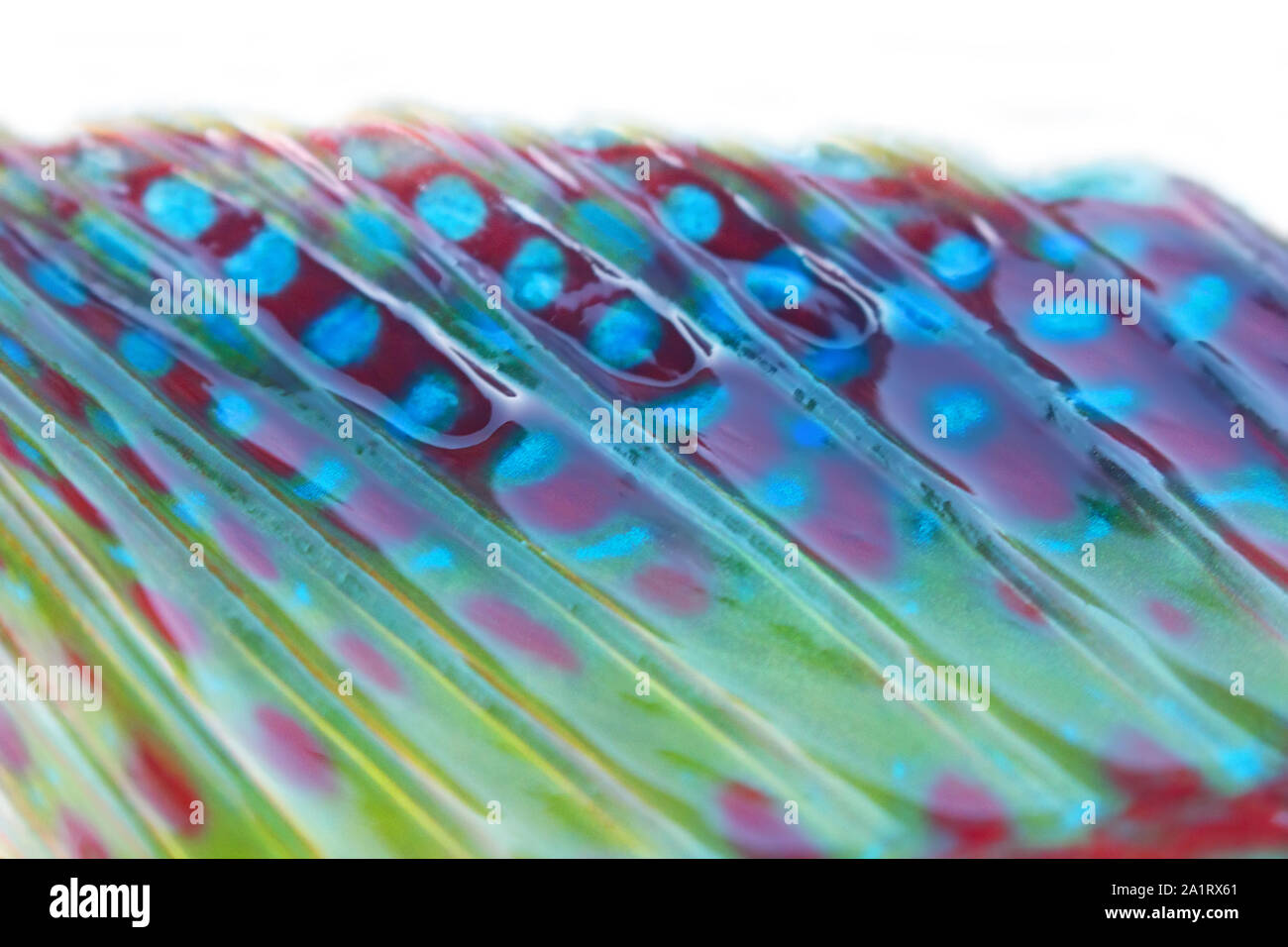 Corkwing wrasse hi-res stock photography and images - Alamy