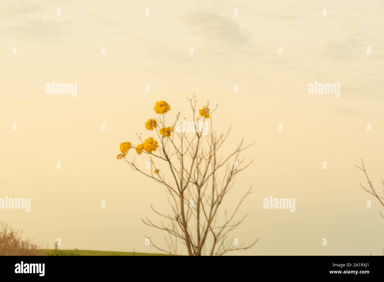 Ipe cane hi-res stock photography and images - Alamy