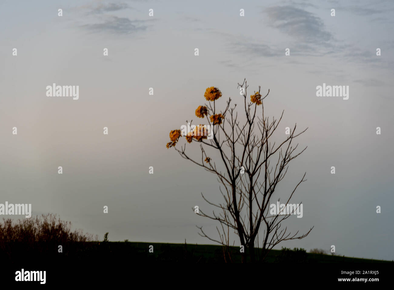 Ipe cane hi-res stock photography and images - Alamy