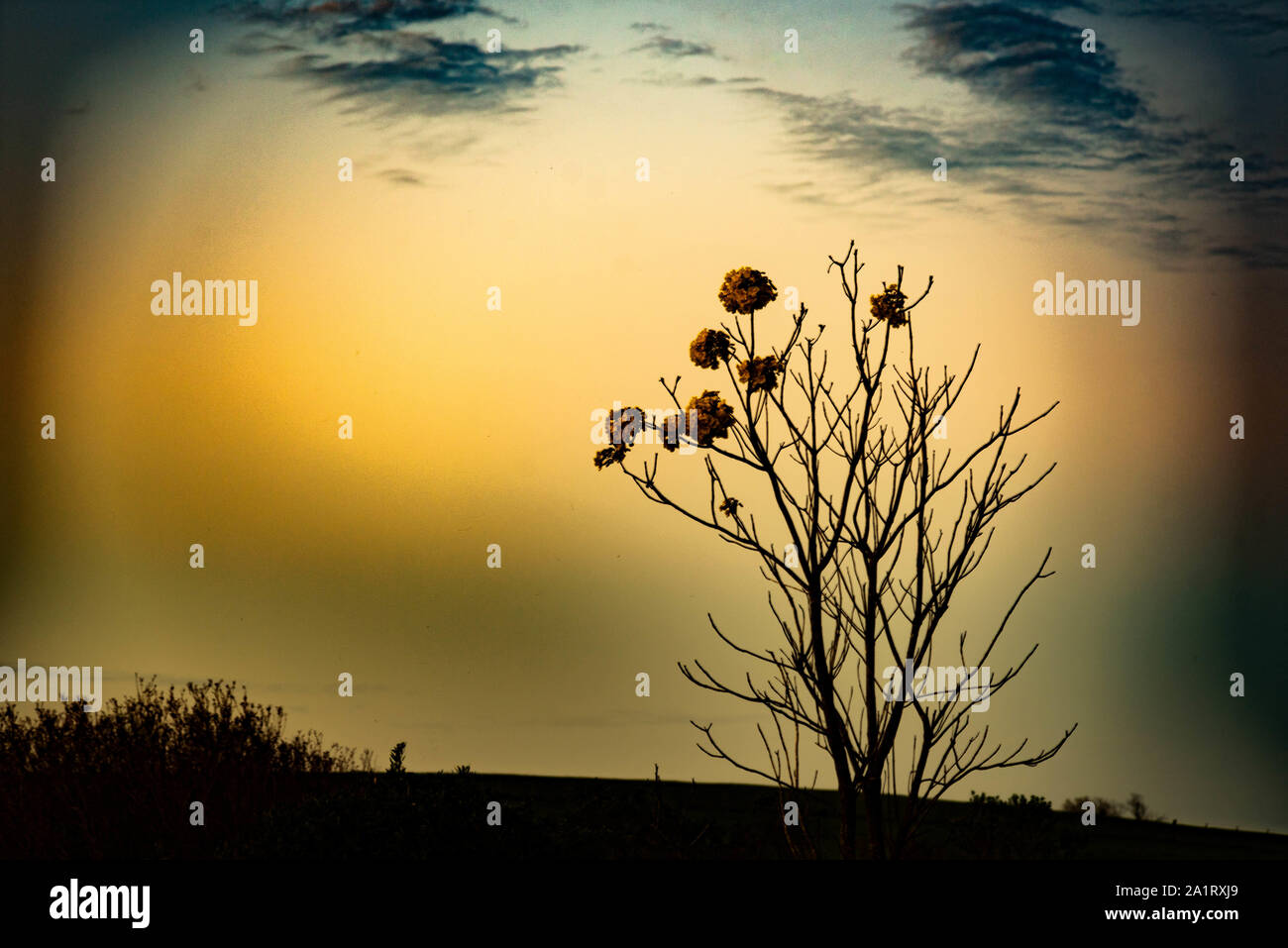 Ipe cane hi-res stock photography and images - Alamy