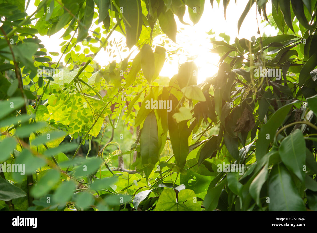 Scattered Light Through Trees High Resolution Stock Photography and ...