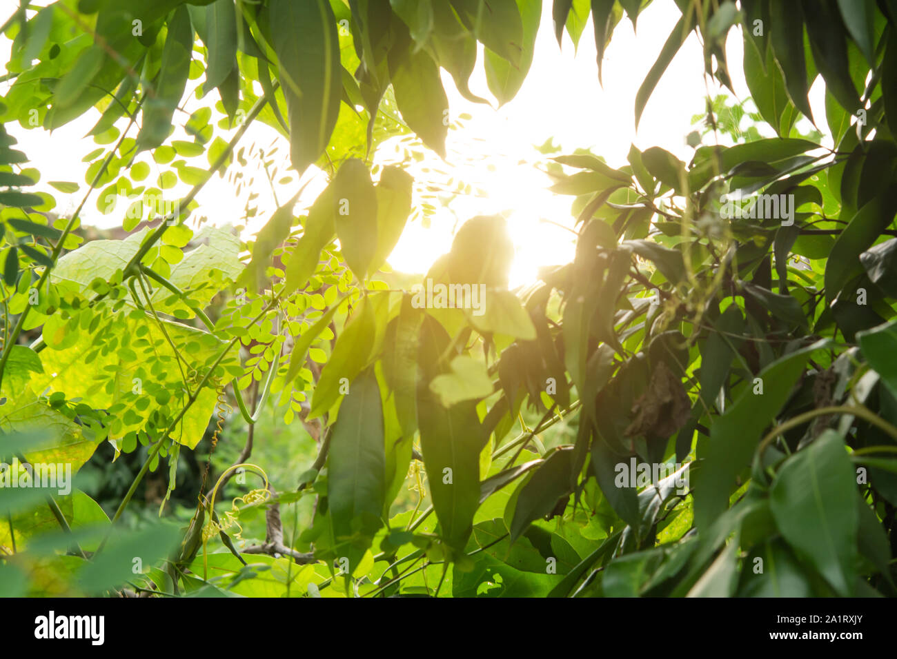 Sun rays scattered through tree branches and green leaf Stock Photo - Alamy