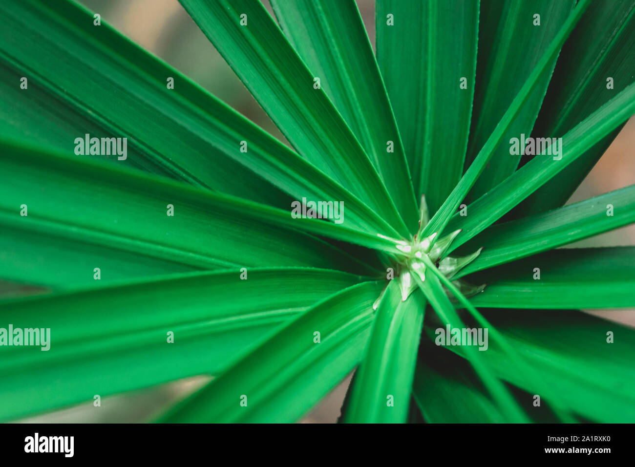 Close up umbrella plant, Papyrus, Cyperus alternifolius L Stock Photo ...