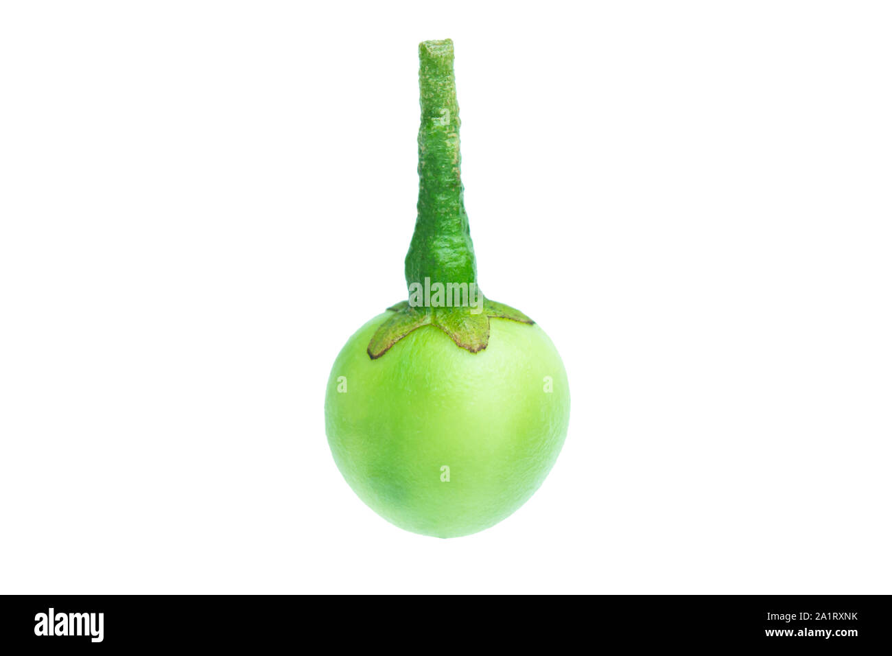 Turkey berry isolated on white background with clipping path Stock ...
