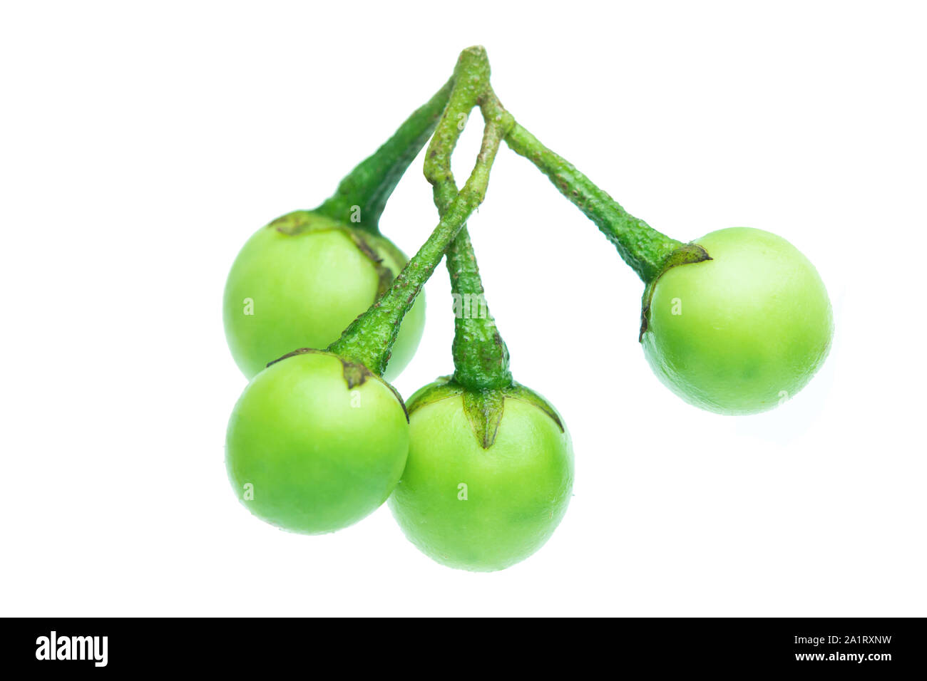 Turkey berry isolated on white background with clipping path Stock ...