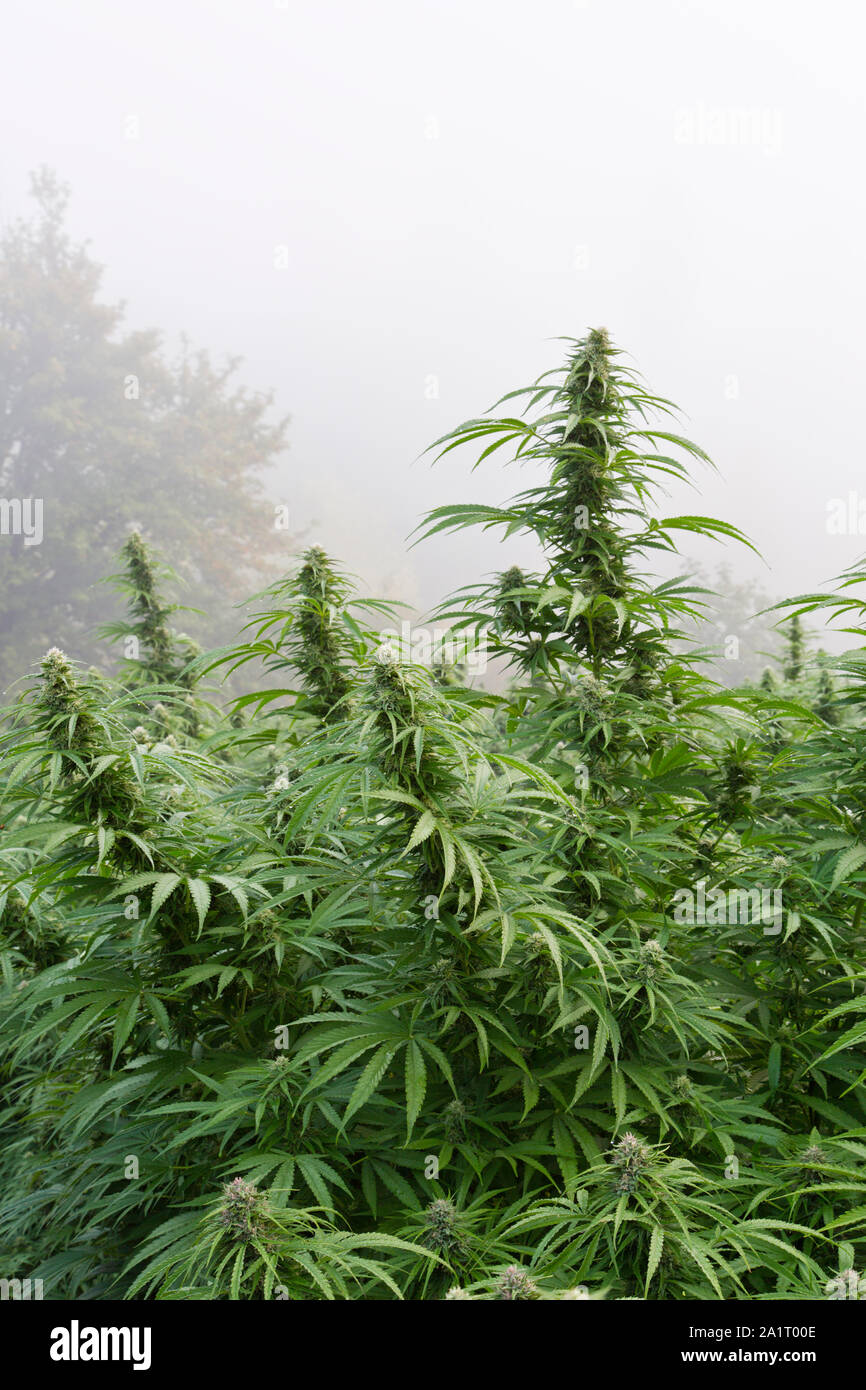 Organic hemp 'Lifter' strain maturing in field, Cannabis sativa, foggy ...