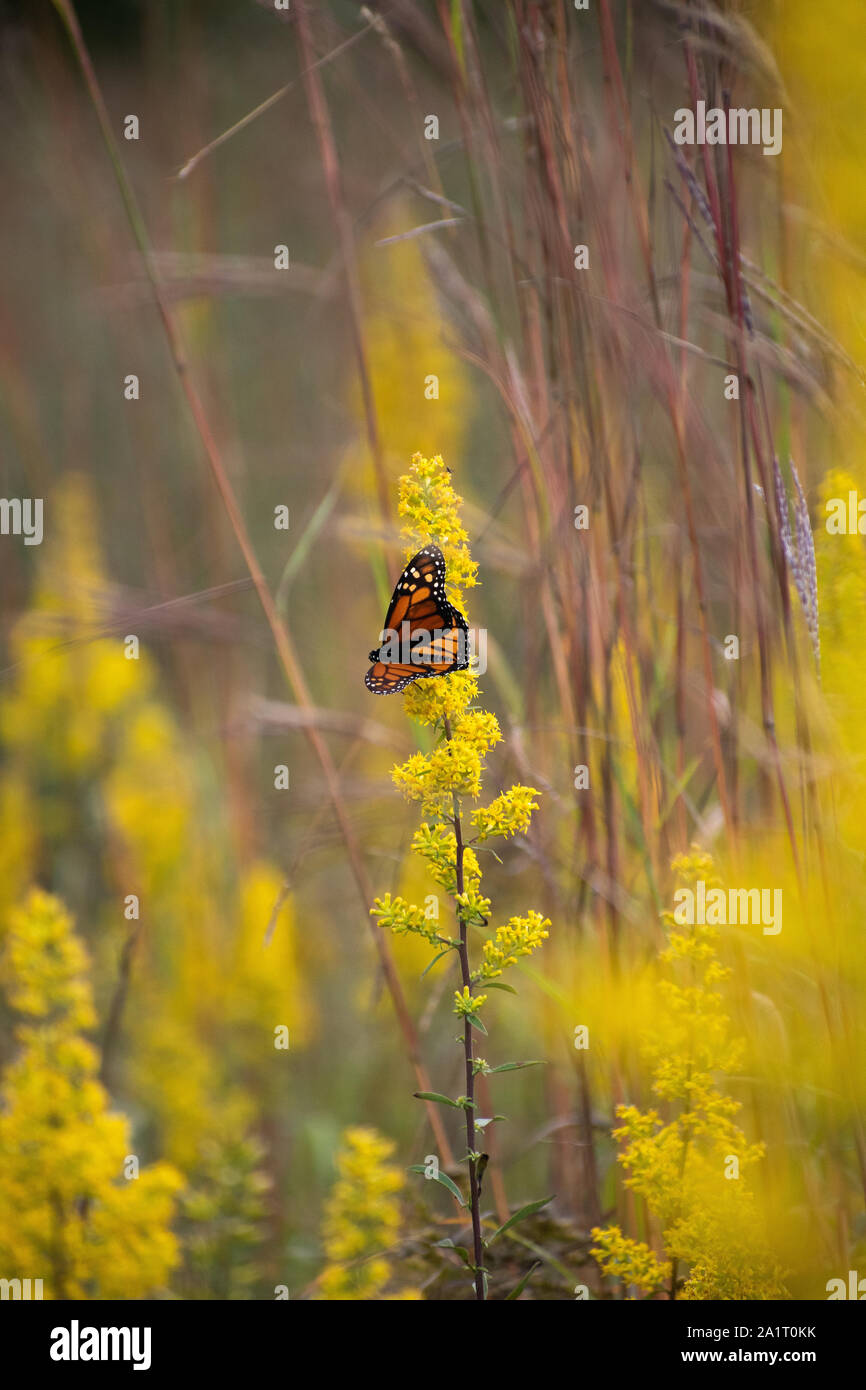 Monarch butterfly in September Stock Photo - Alamy
