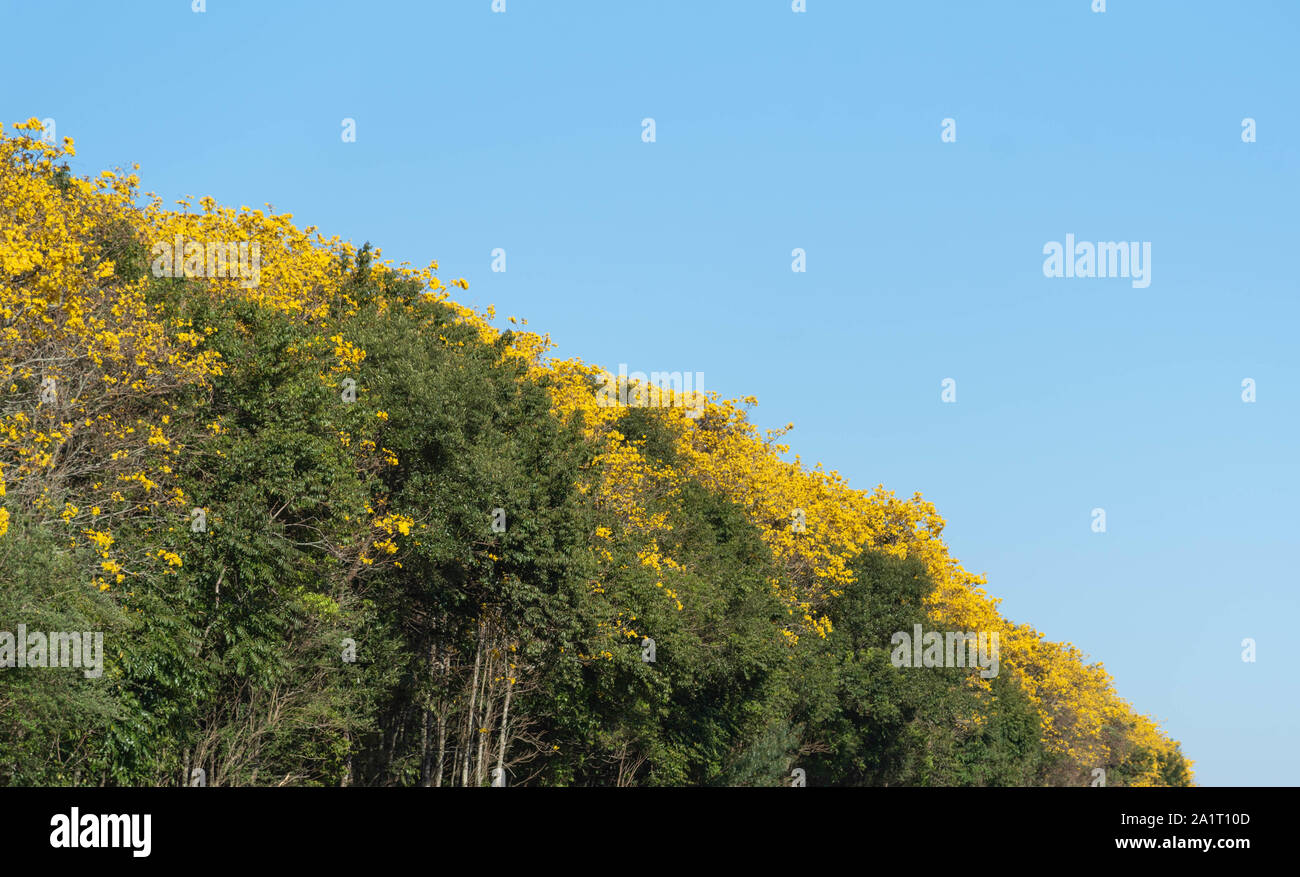 Tabebuia trees, popularly known as ipê, is the most common neotropical ...