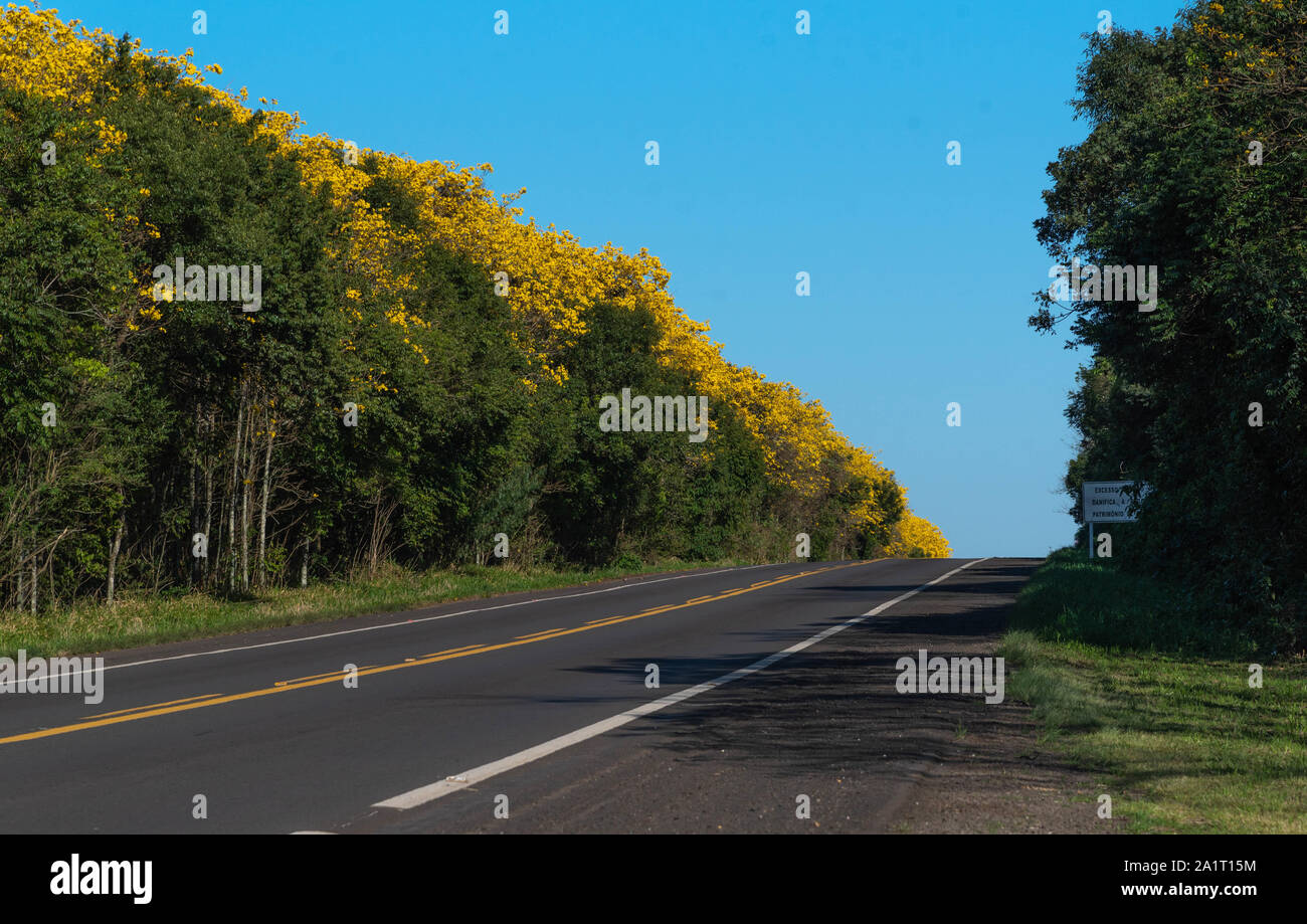 Tabebuia trees, popularly known as ipê, is the most common neotropical ...