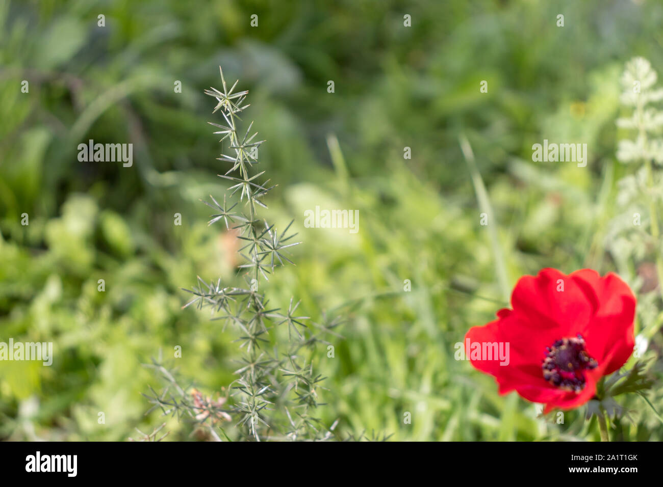 amazing anemone in the forest of jerusalem Stock Photo - Alamy